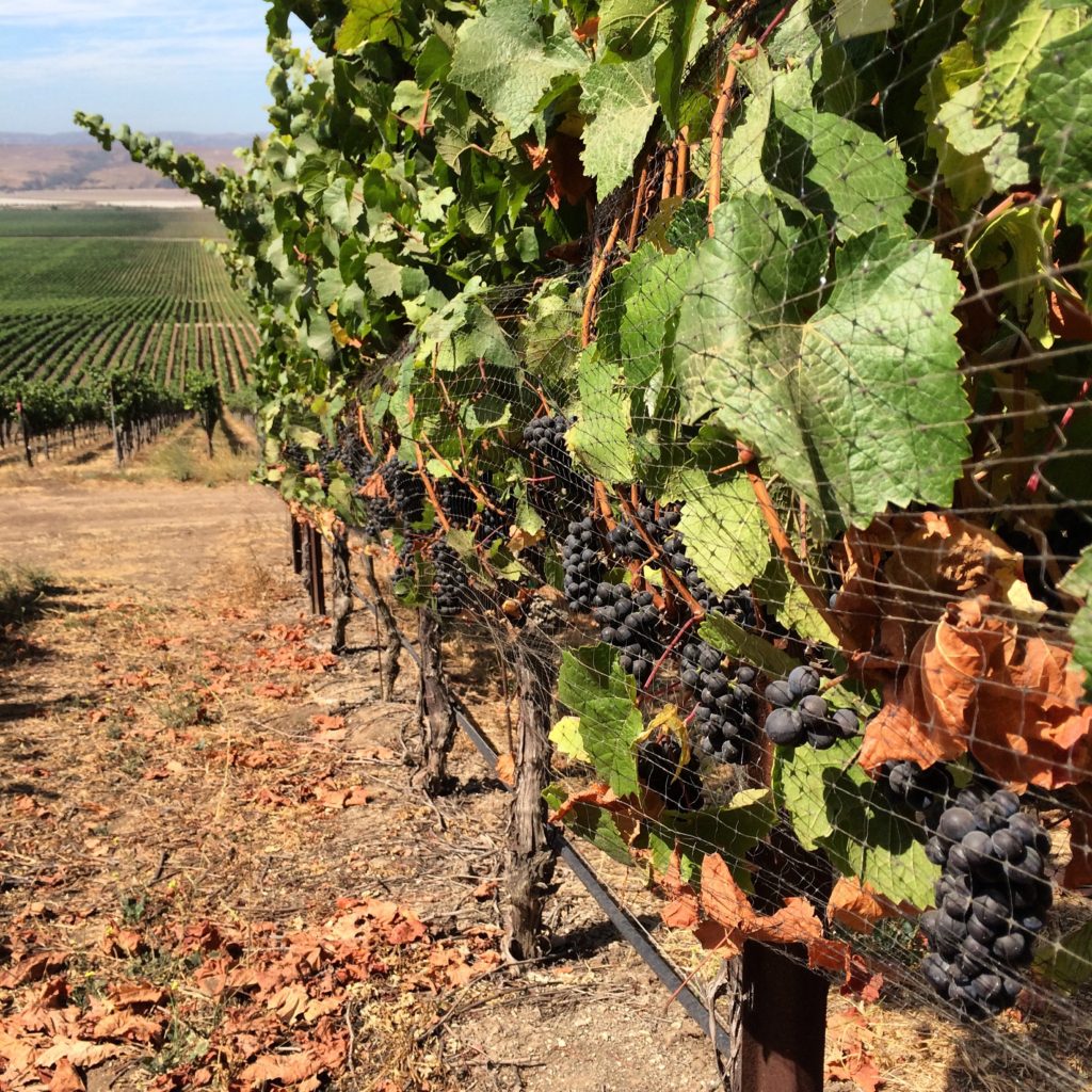 Vineyards - Piro Wine Company