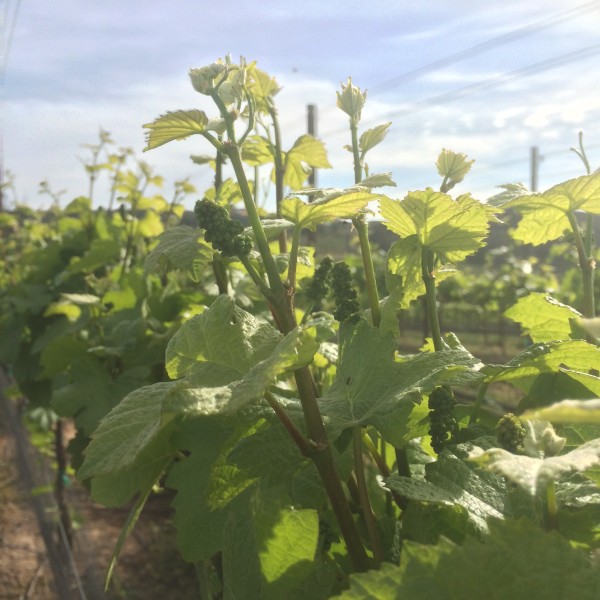 Vineyards - Piro Wine Company